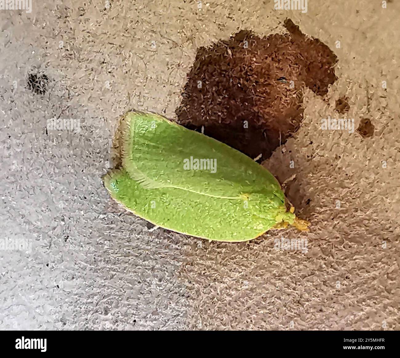 Green Oak Tortrix (Tortrix viridana) Insecta Stock Photo - Alamy