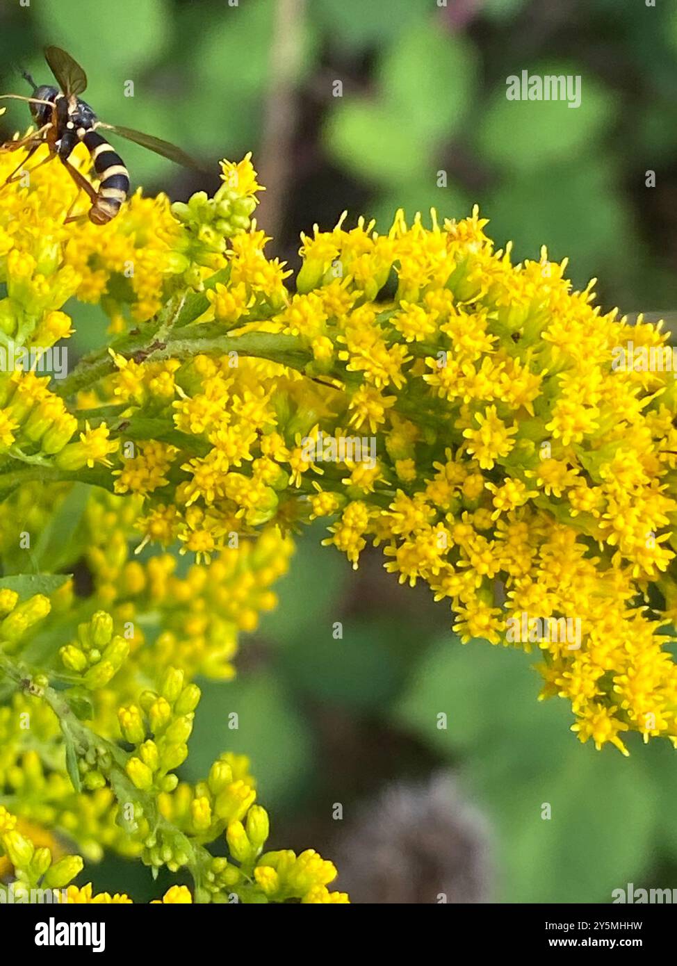 (Conops quadrifasciatus) Insecta Stock Photo - Alamy
