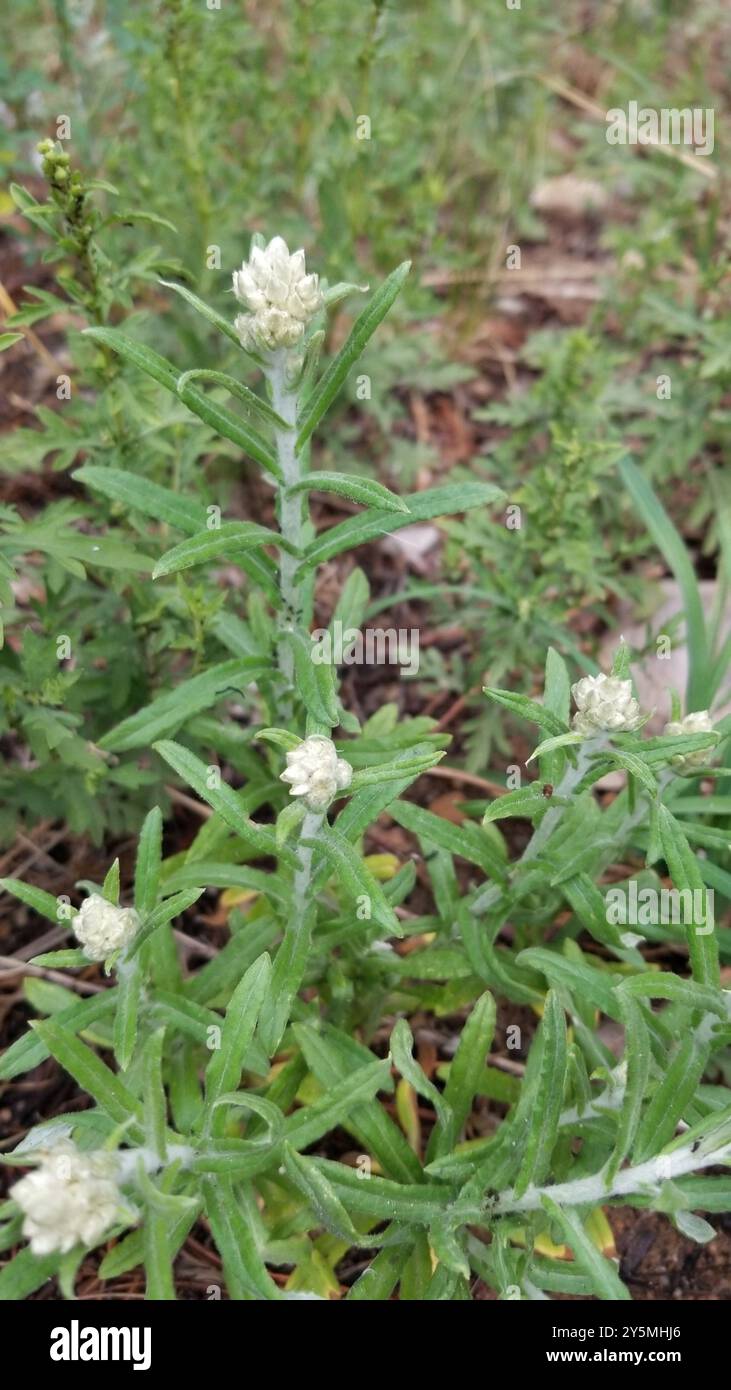 two-color rabbit tobacco (Pseudognaphalium biolettii) Plantae Stock ...