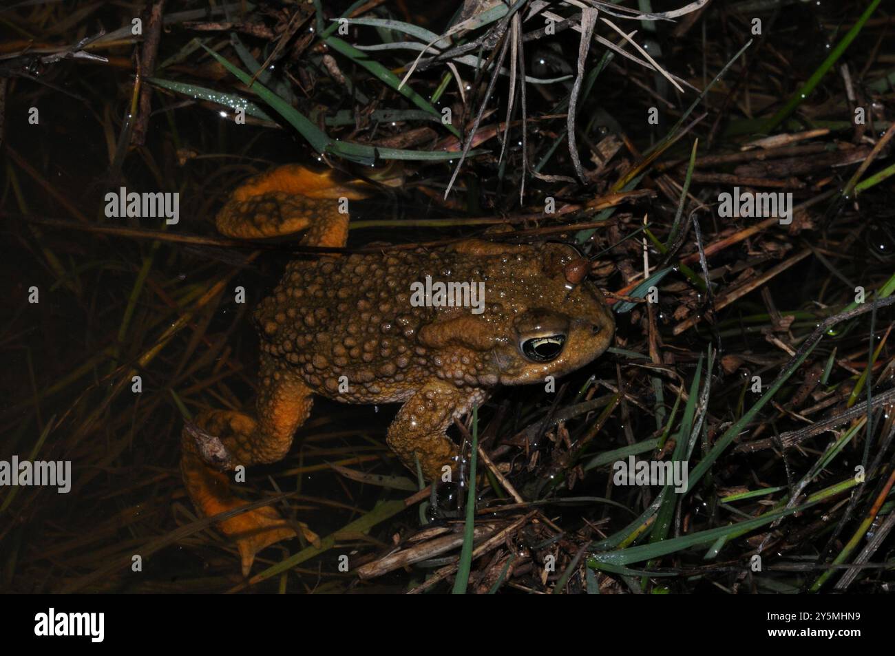 Sand Toad (Vandijkophrynus angusticeps) Amphibia Stock Photo - Alamy
