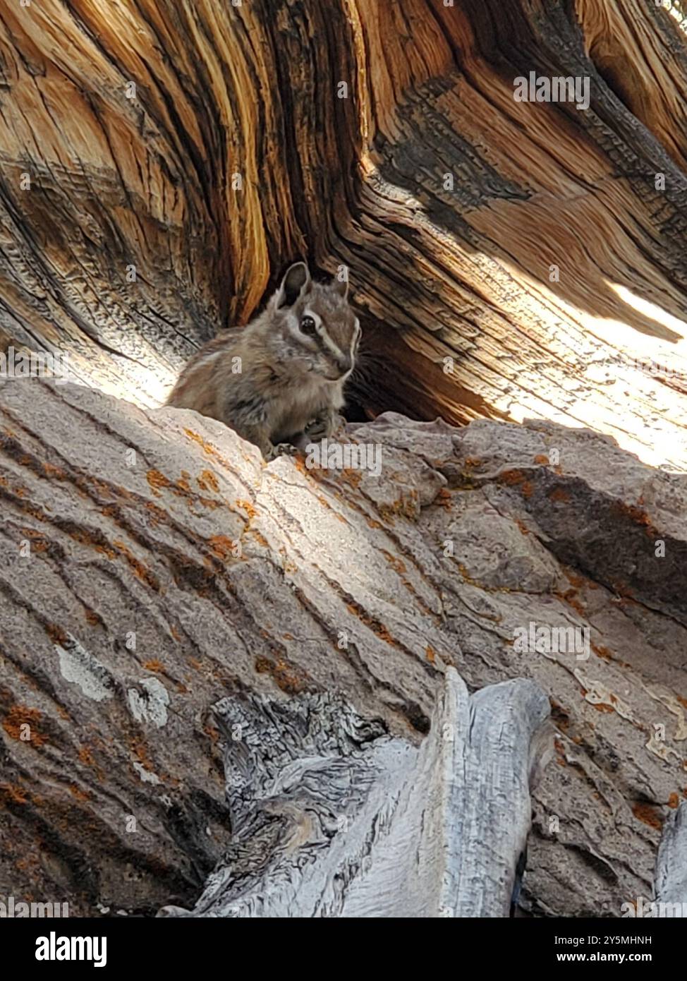 Uinta Chipmunk (Neotamias umbrinus) Mammalia Stock Photo - Alamy