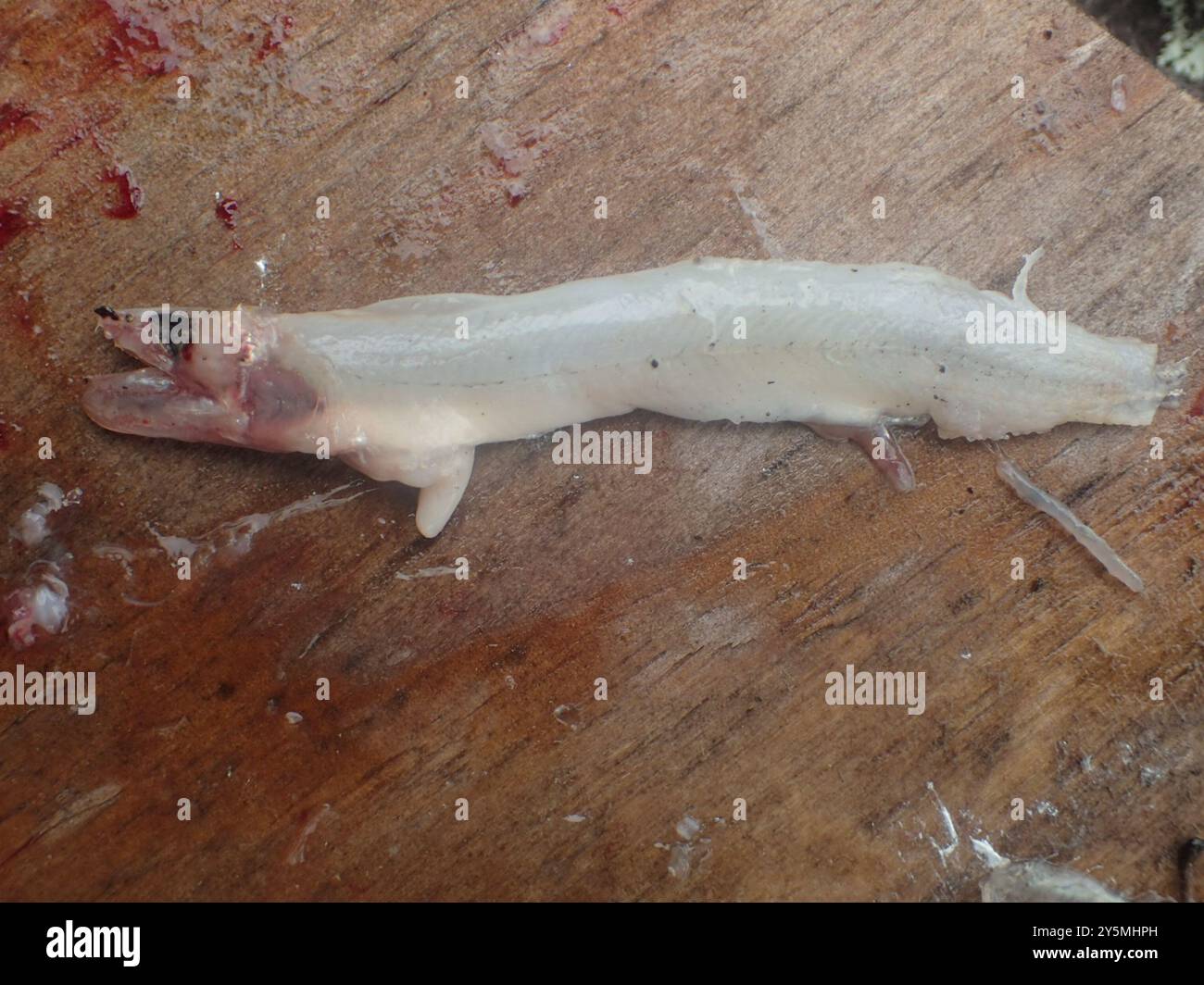 Rainbow Smelt (Osmerus mordax) Actinopterygii Stock Photo - Alamy