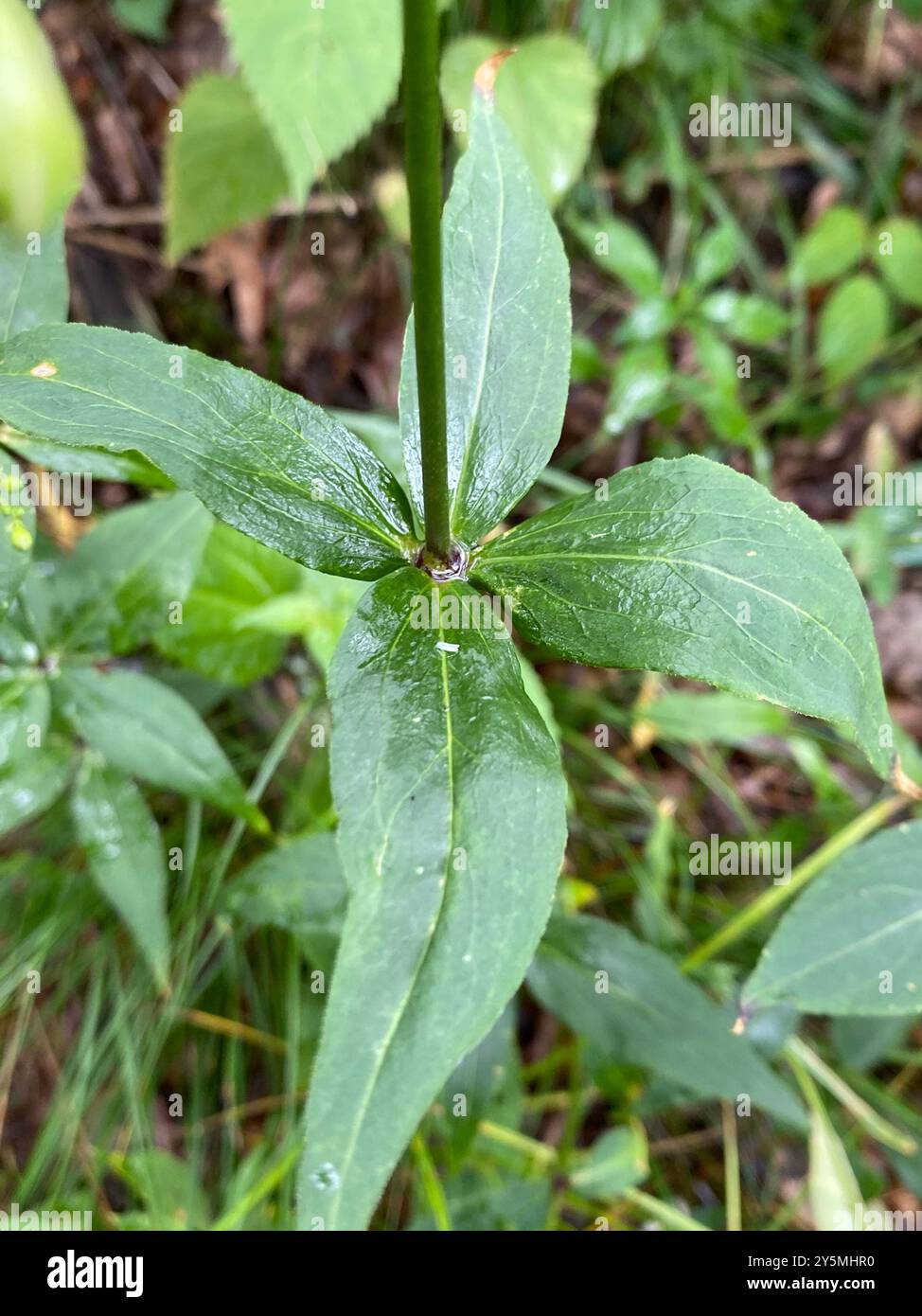 starry campion (Silene stellata) Plantae Stock Photo - Alamy