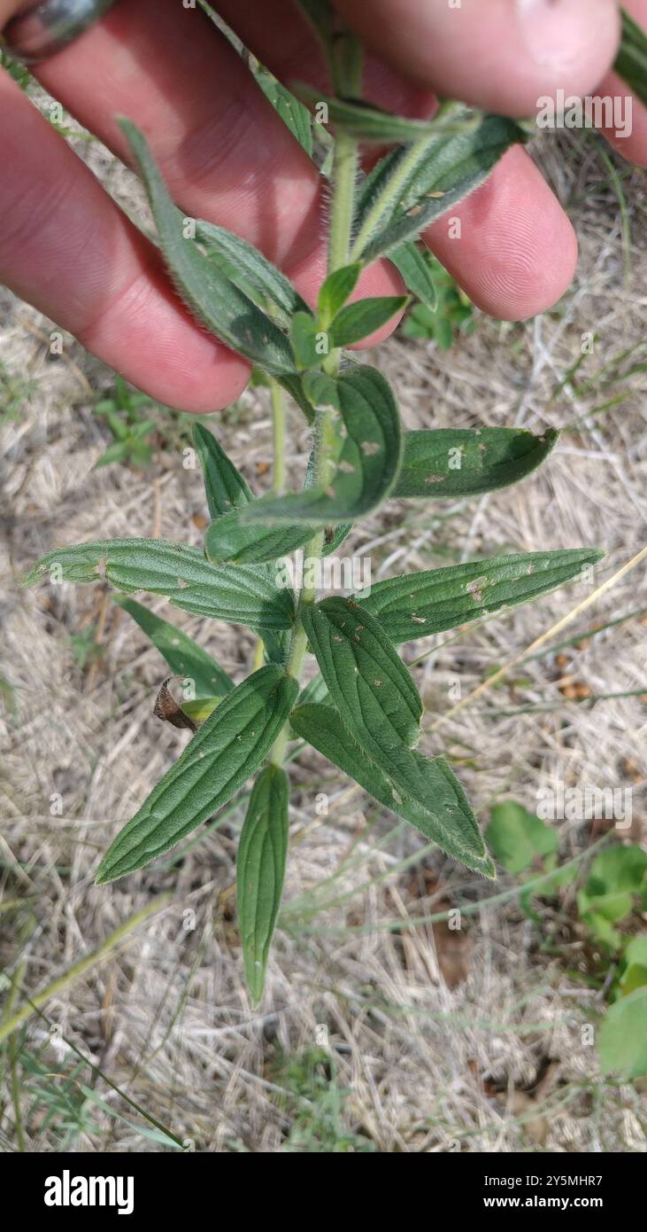 stoneseeds, puccoons, and gromwells (Lithospermum) Plantae Stock Photo ...