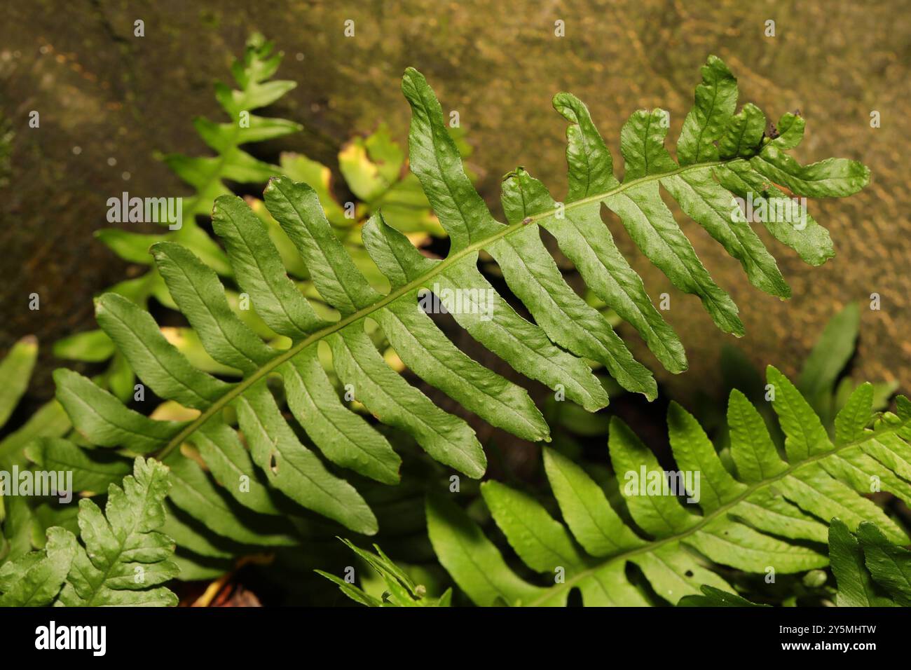 common polypody (Polypodium vulgare) Plantae Stock Photo - Alamy