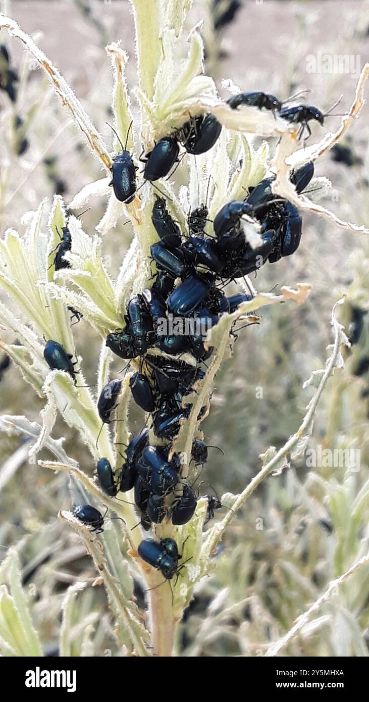 (Altica bimarginata) Insecta Stock Photo - Alamy
