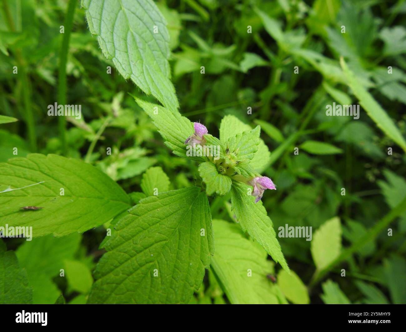 Common hemp-nettle (Galeopsis tetrahit) Plantae Stock Photo - Alamy