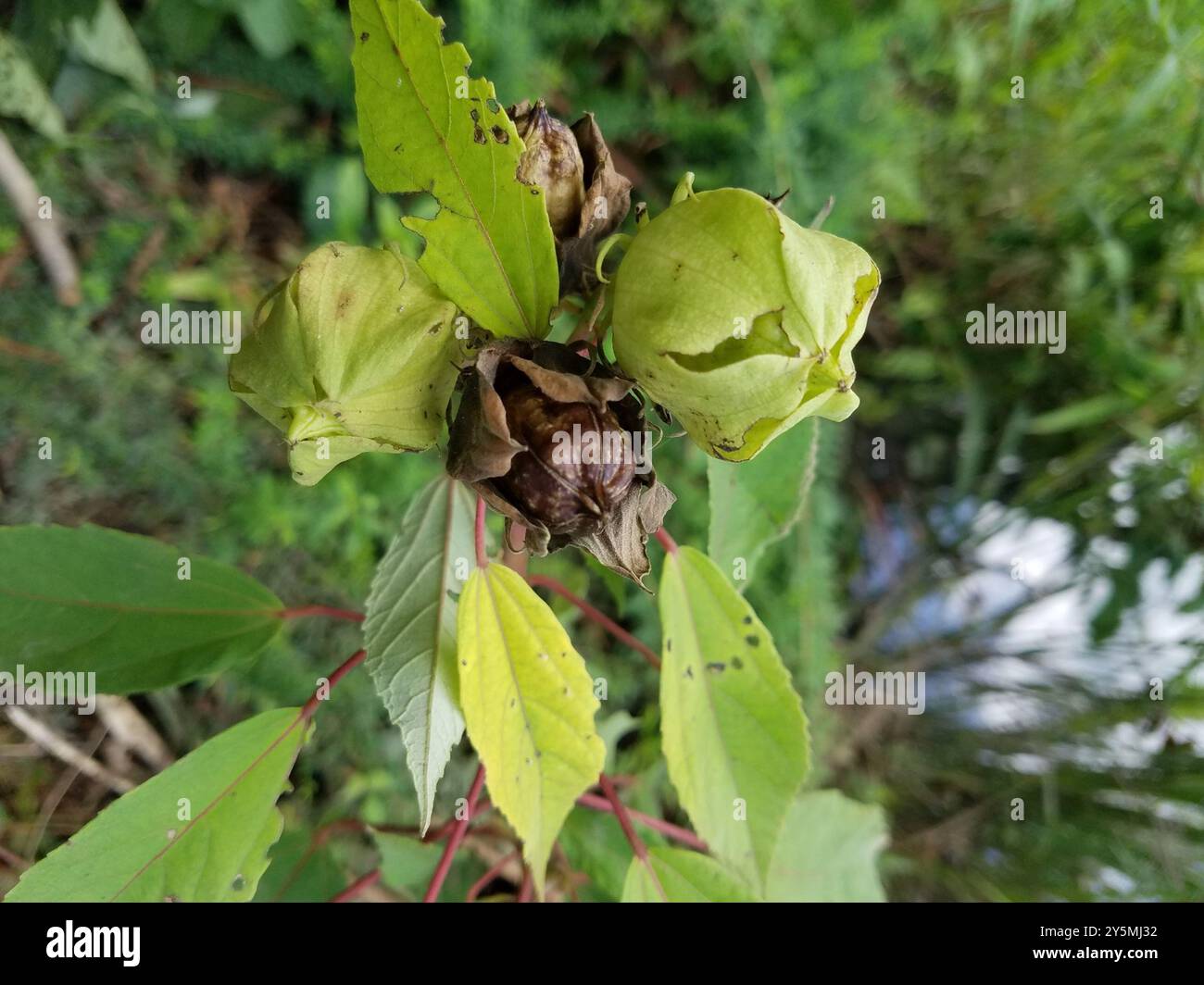 swamp rose mallow (Hibiscus moscheutos) Plantae Stock Photo - Alamy