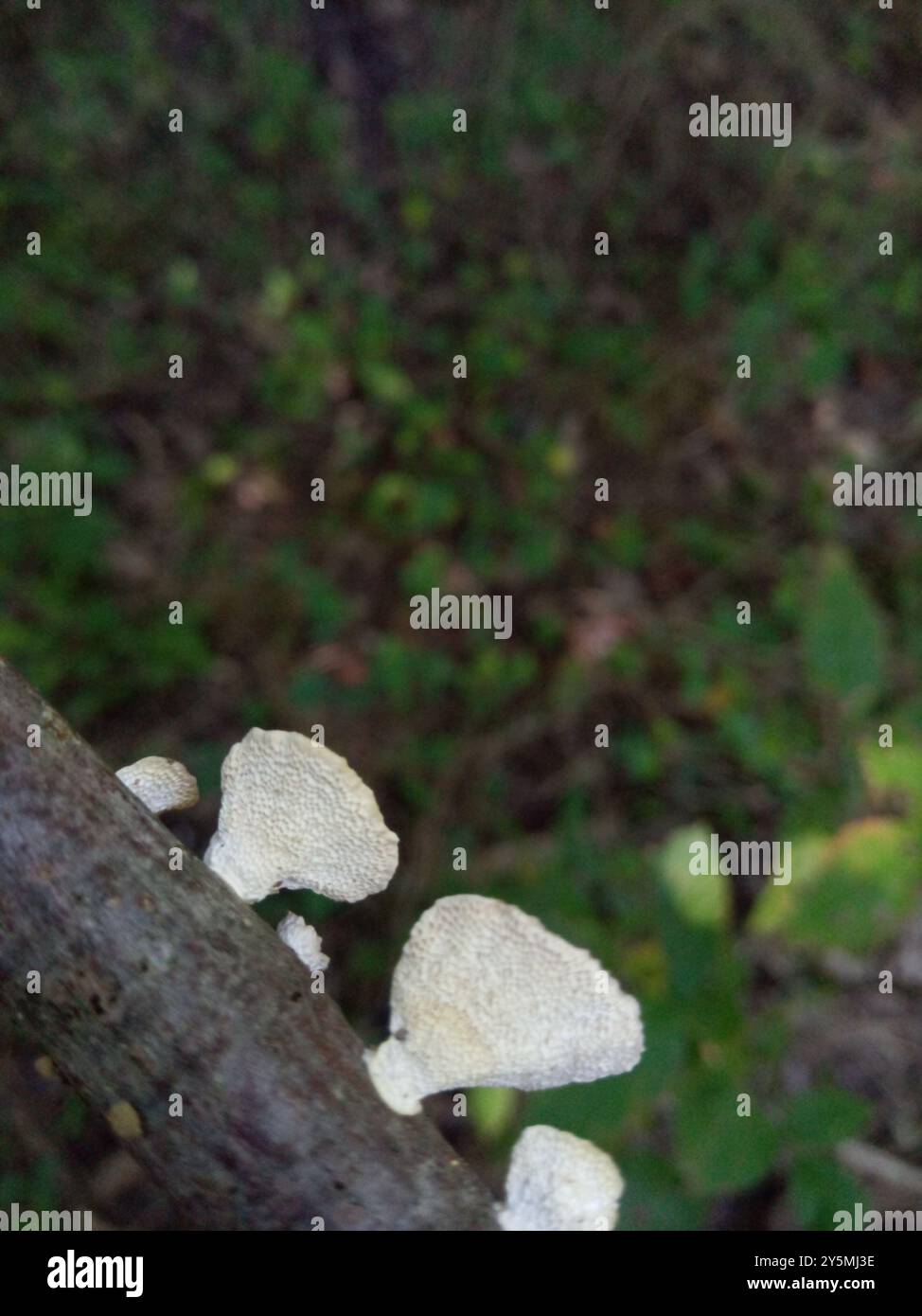 little nest polypore (Trametes conchifer) Fungi Stock Photo - Alamy