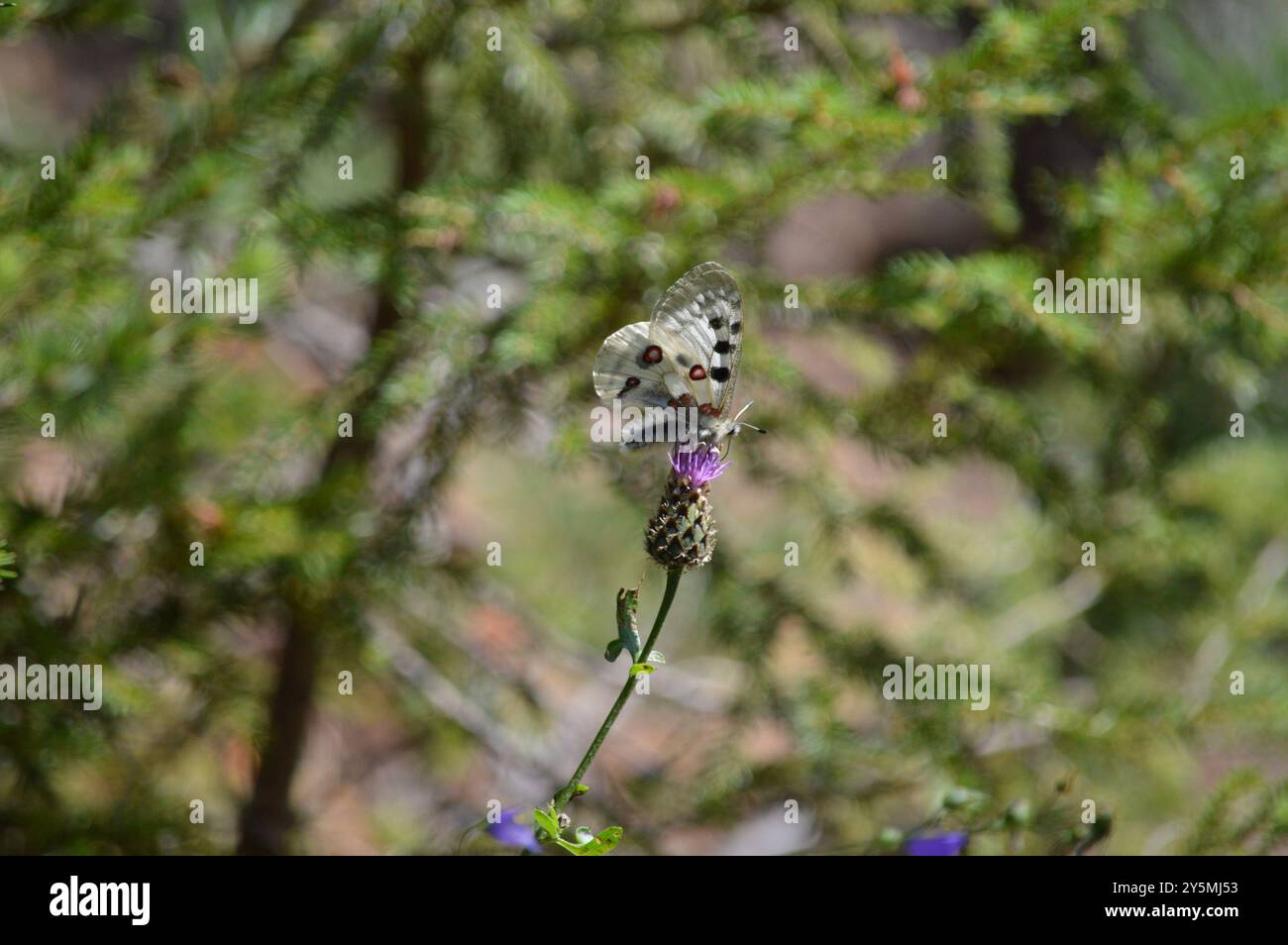 Apollo (Parnassius apollo) Insecta Stock Photo - Alamy