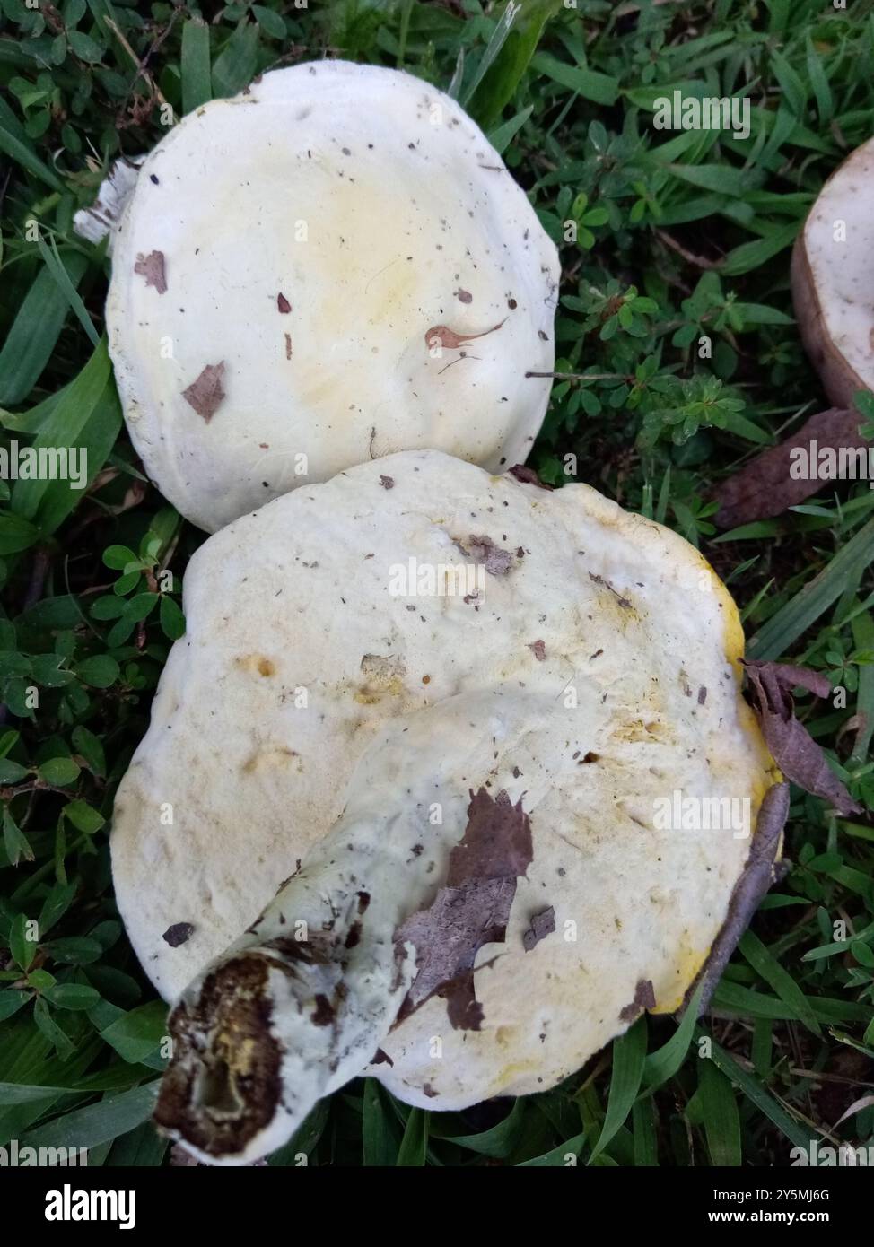 bolete mould (Hypomyces chrysospermus) Fungi Stock Photo - Alamy