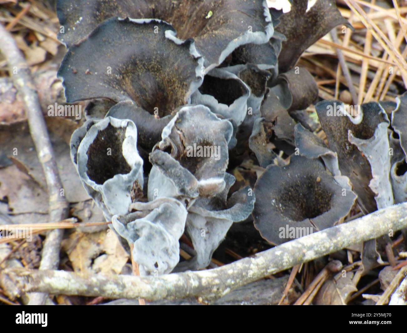 Eastern Black Trumpet (Craterellus fallax) Fungi Stock Photo - Alamy