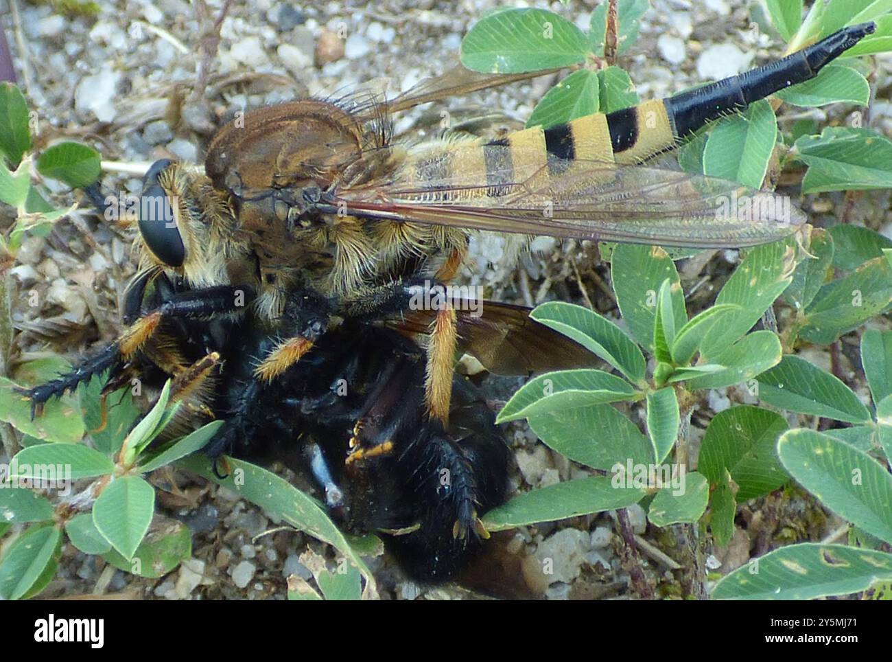 Red-footed Cannibal Fly (Promachus rufipes) Insecta Stock Photo - Alamy