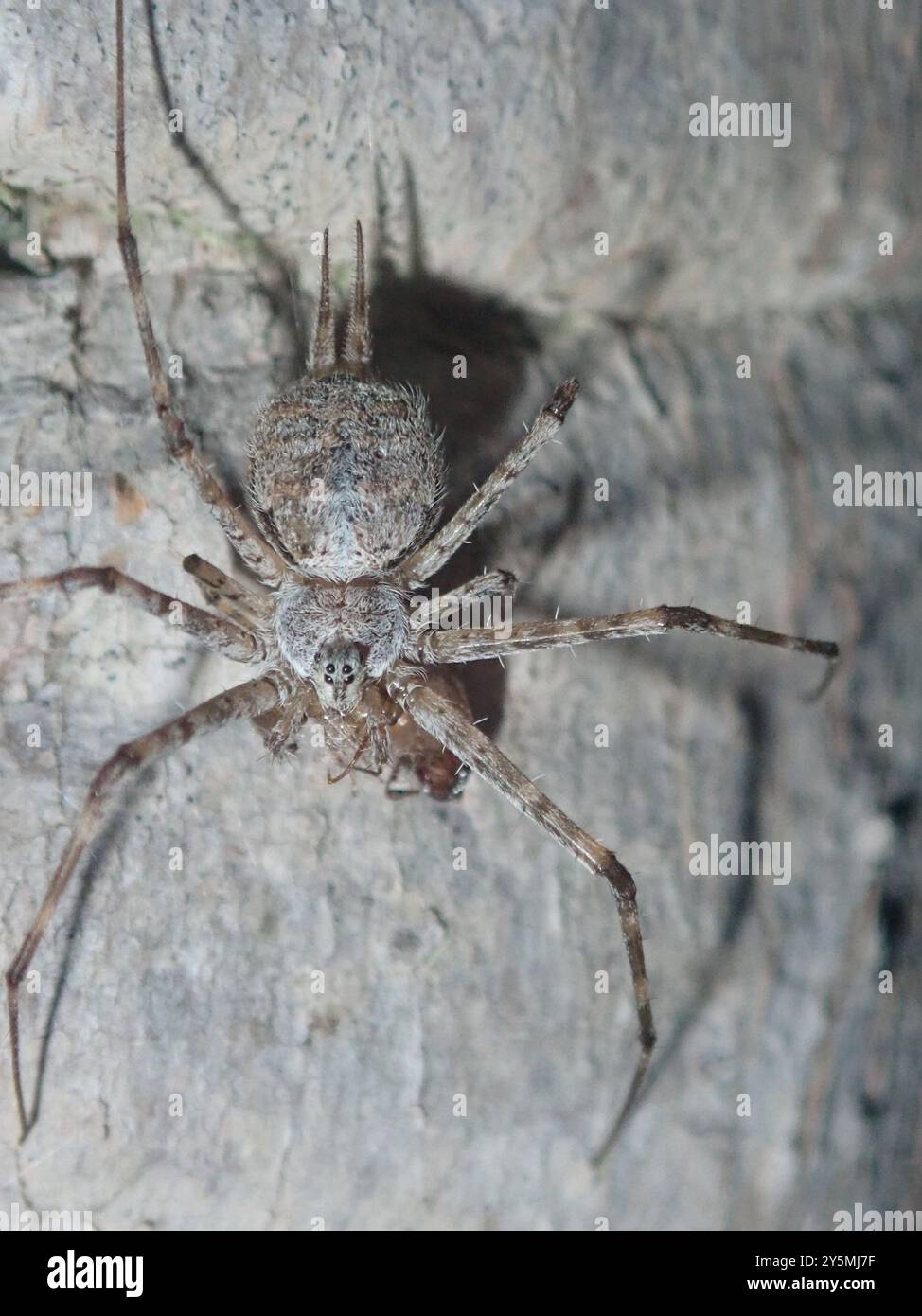 Two-tailed Spiders (Hersiliidae) Arachnida Stock Photo - Alamy