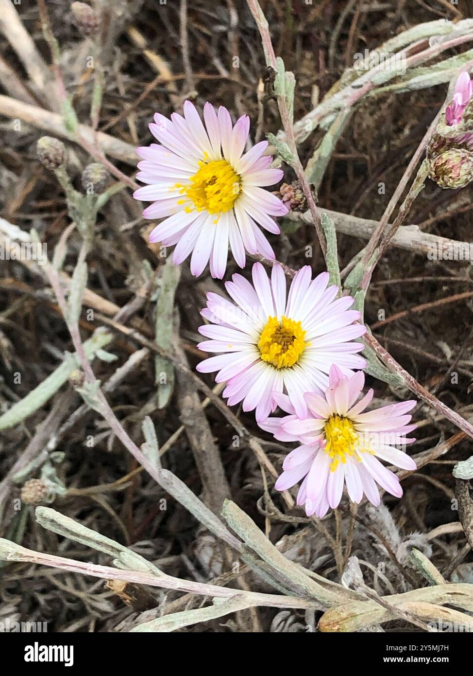 California Aster (Corethrogyne filaginifolia) Plantae Stock Photo - Alamy
