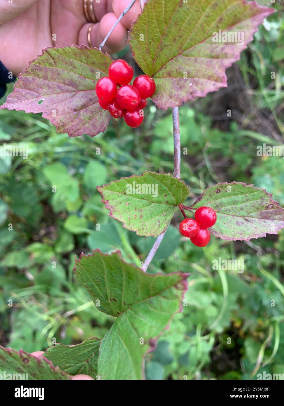 squashberry (Viburnum edule) Plantae Stock Photo - Alamy