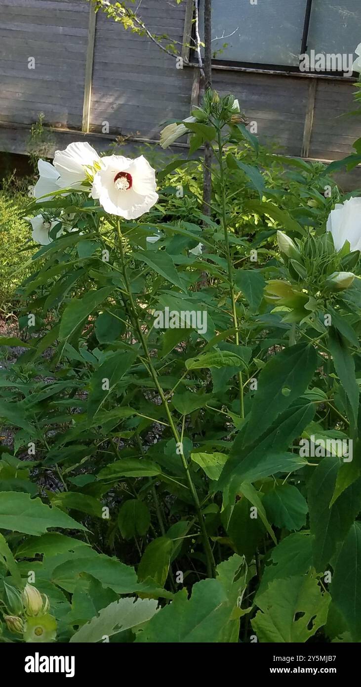 swamp rose mallow (Hibiscus moscheutos) Plantae Stock Photo - Alamy
