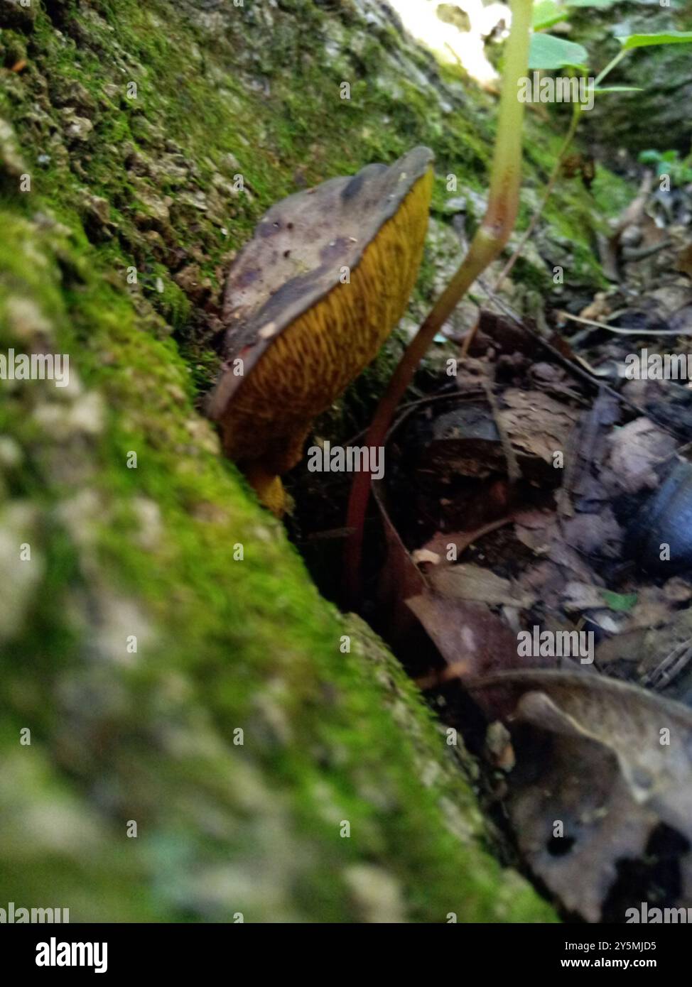 ash-tree bolete (Boletinellus merulioides) Fungi Stock Photo - Alamy