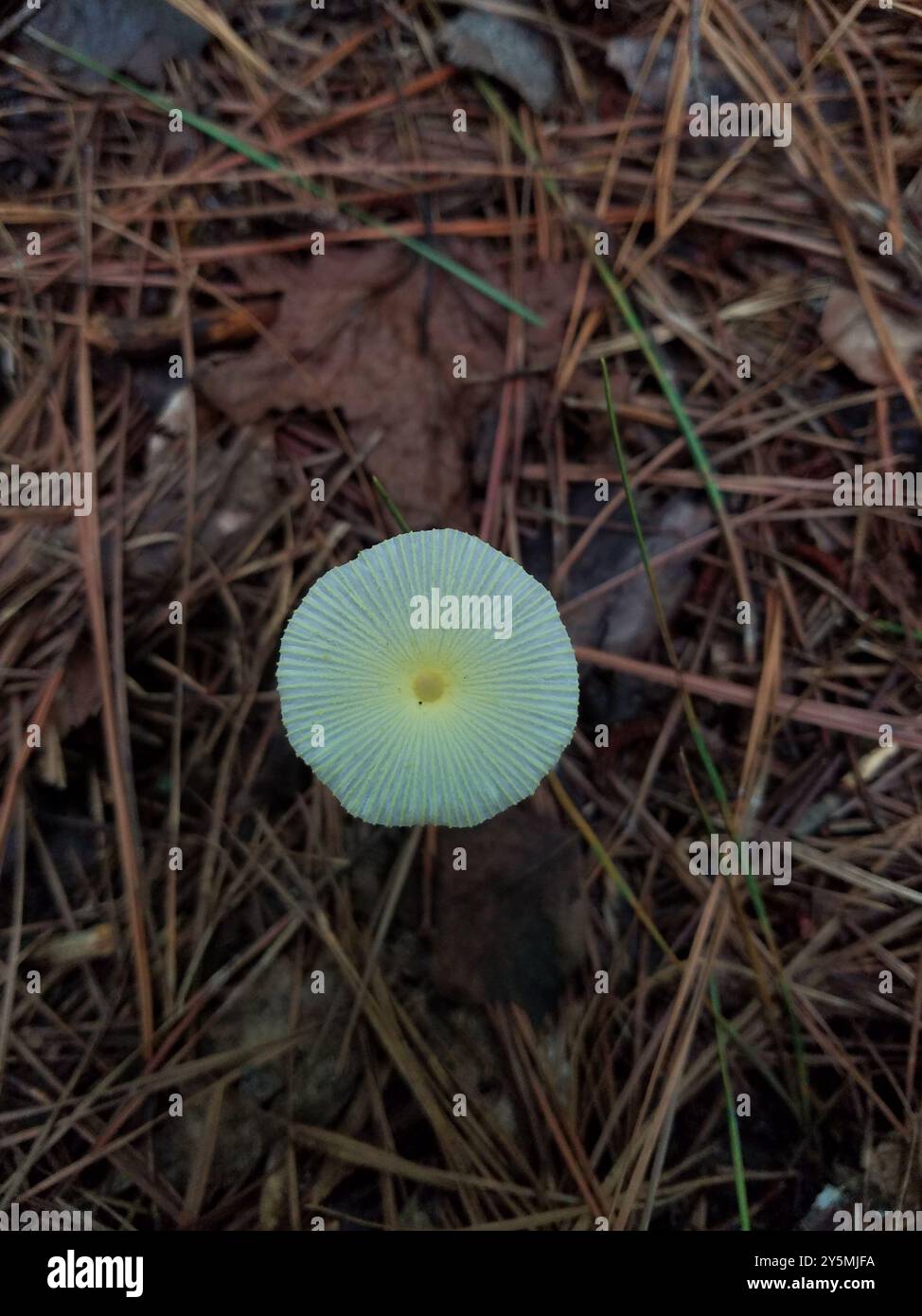 Fragile Dapperling (Leucocoprinus fragilissimus) Fungi Stock Photo - Alamy