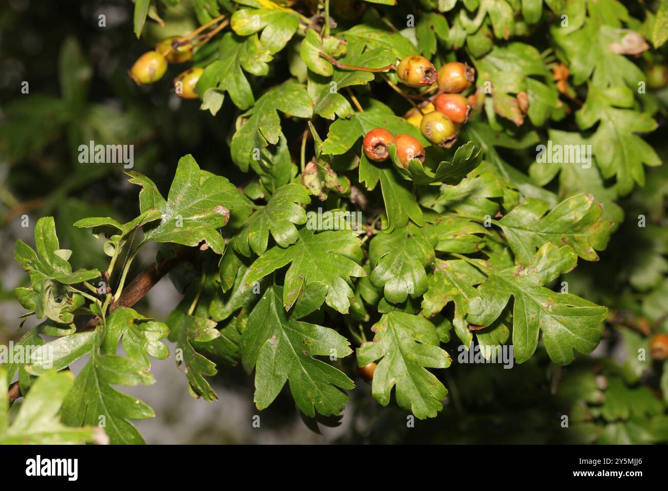 common hawthorn (Crataegus monogyna) Plantae Stock Photo - Alamy