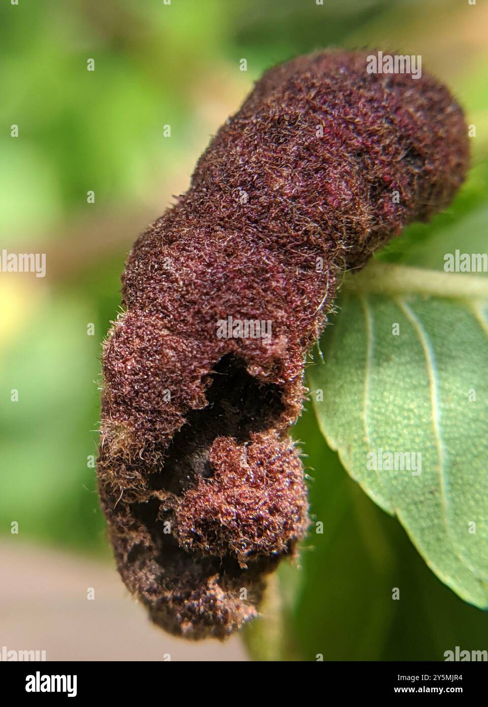 Black Walnut Petiole Gall Mite (Aceria caulis) Arachnida Stock Photo ...