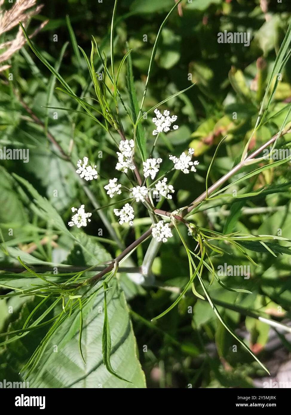 bulblet-bearing water hemlock (Cicuta bulbifera) Plantae Stock Photo ...