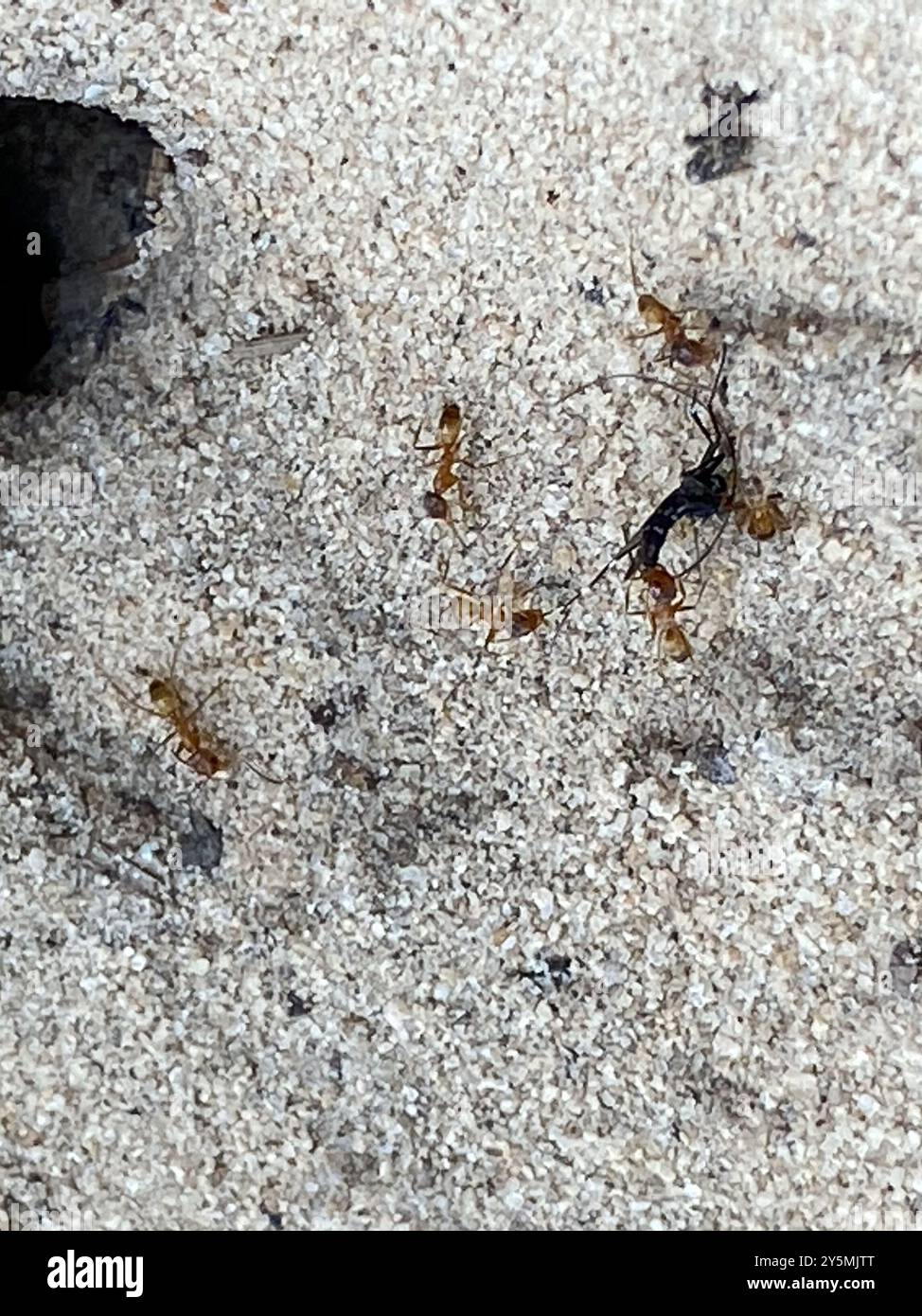 Yellow Pyramid Ant (Dorymyrmex flavus) Insecta Stock Photo - Alamy