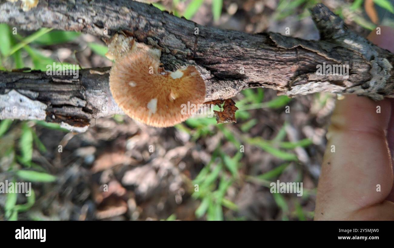 hexagonal-pored polypore (Neofavolus alveolaris) Fungi Stock Photo - Alamy