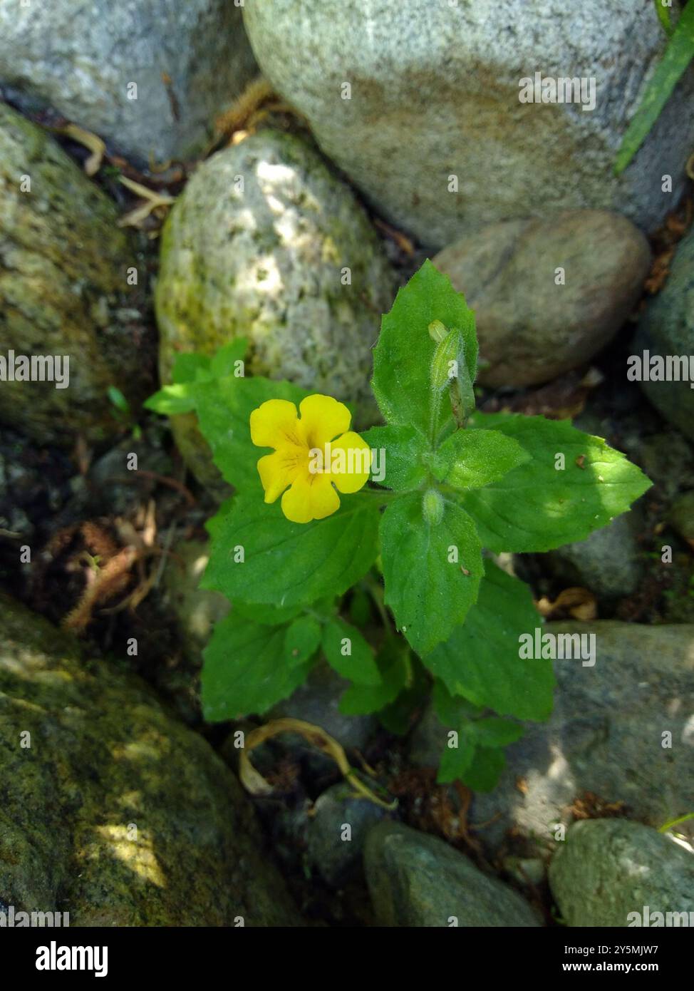 musk monkeyflower (Erythranthe moschata) Plantae Stock Photo - Alamy