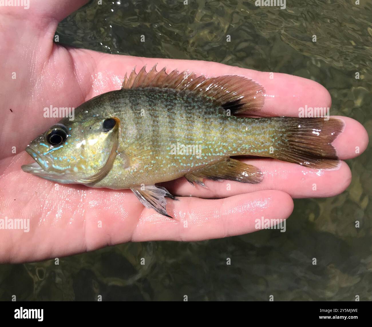 Green Sunfish (Lepomis cyanellus) Actinopterygii Stock Photo - Alamy