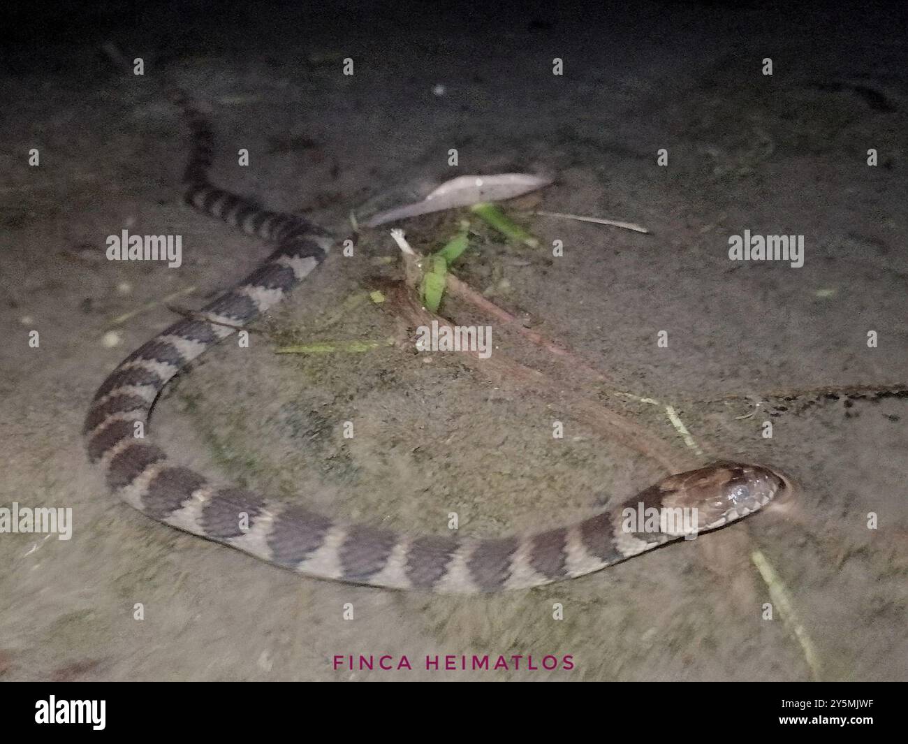 Brown-banded watersnake (Helicops angulatus) Reptilia Stock Photo - Alamy