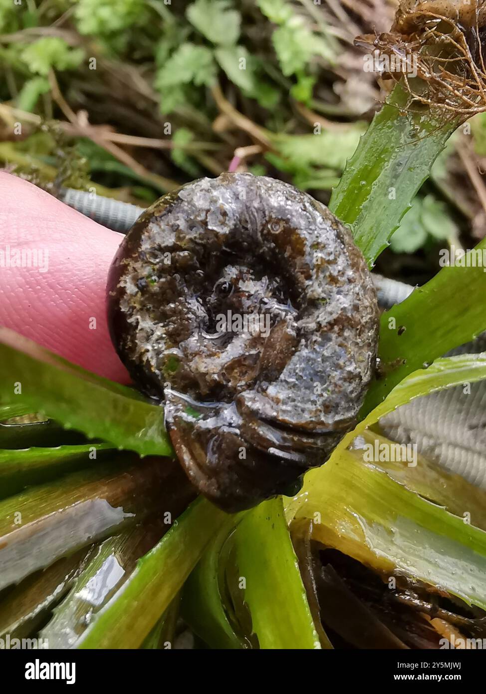 Great Ram's-horn (Planorbarius corneus) Mollusca Stock Photo - Alamy