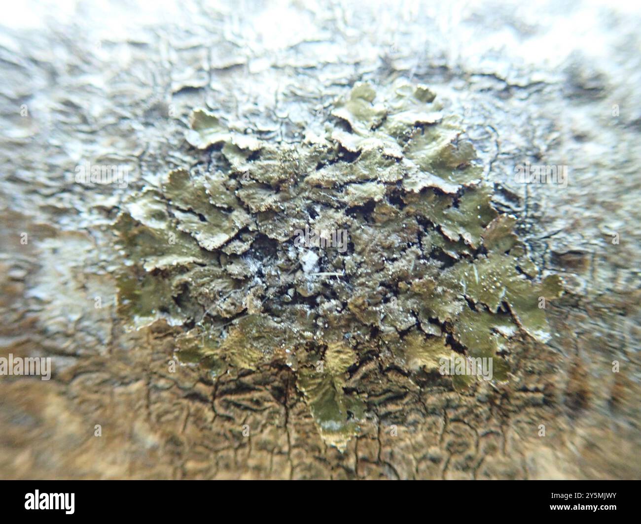 typical shield lichens (Parmelioideae) Fungi Stock Photo - Alamy