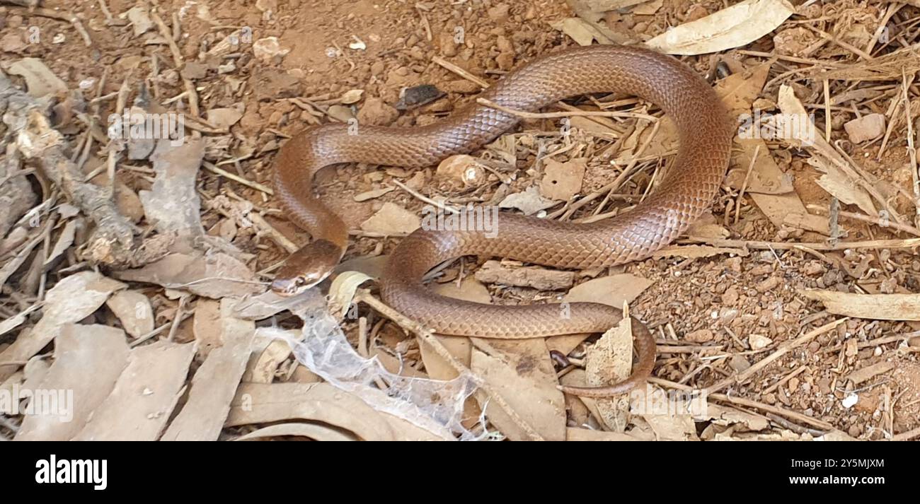 Curl Snake (Suta suta) Reptilia Stock Photo - Alamy