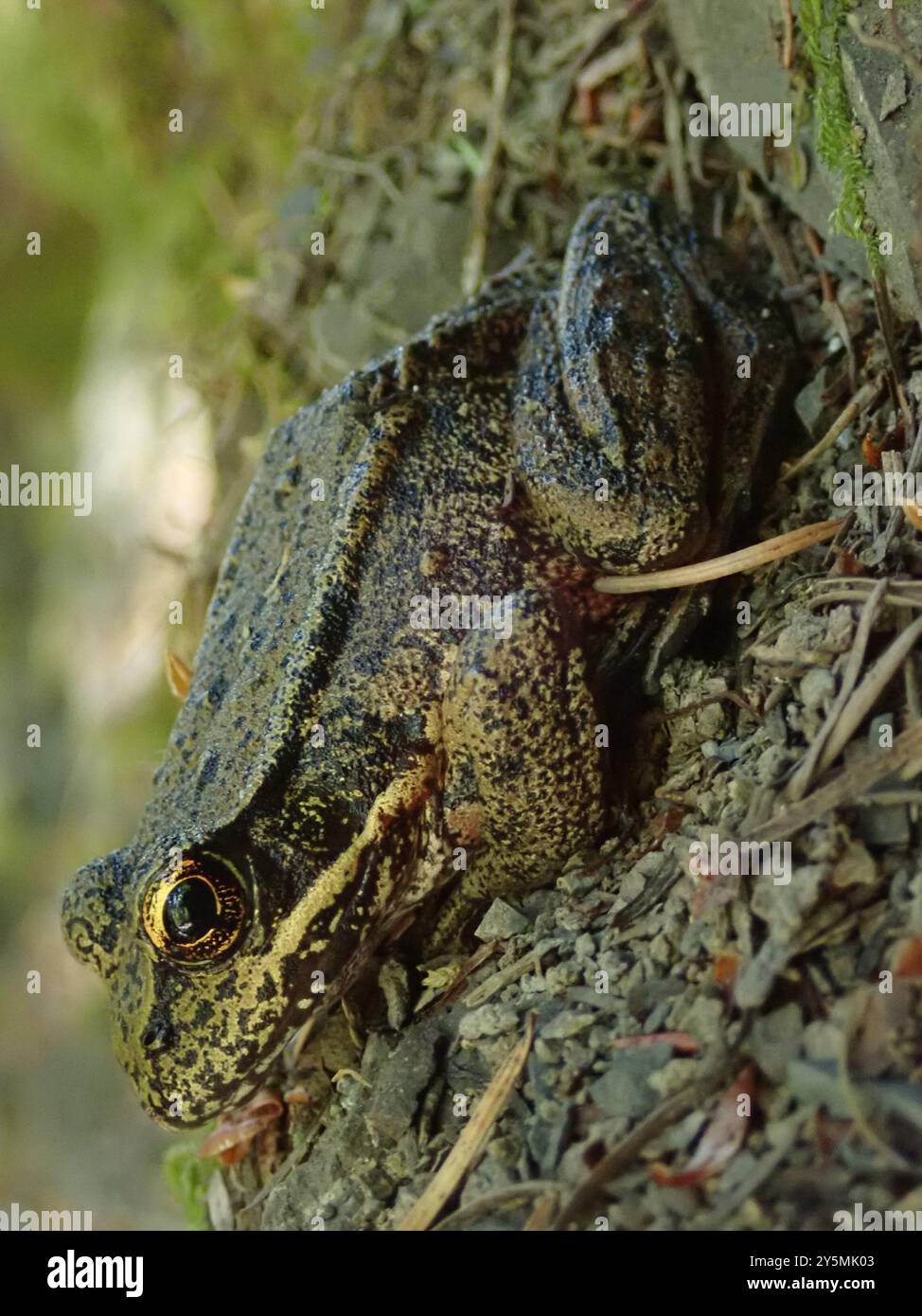 Northern Red-legged Frog (Rana aurora) Amphibia Stock Photo - Alamy