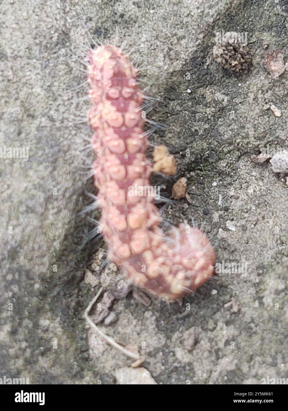 Eclipsed and Cryptic Oak Daggers (Acronicta increta) Insecta Stock ...