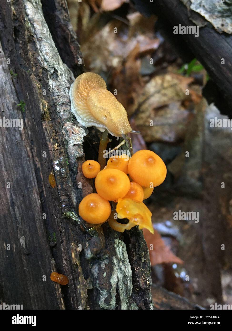 orange mycena (Mycena leaiana) Fungi Stock Photo - Alamy