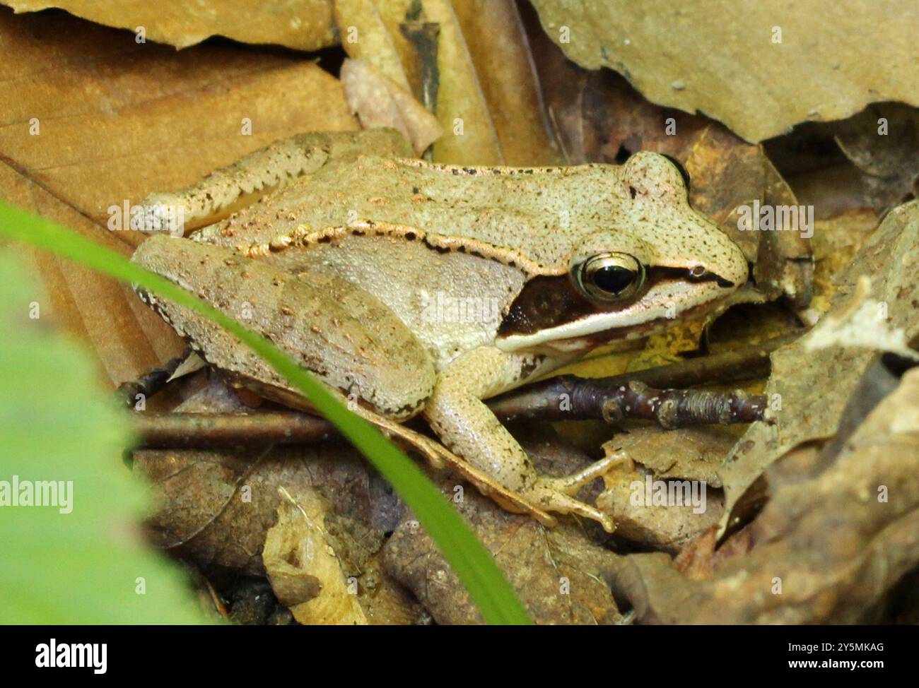 Wood Frog (Lithobates sylvaticus) Amphibia Stock Photo - Alamy
