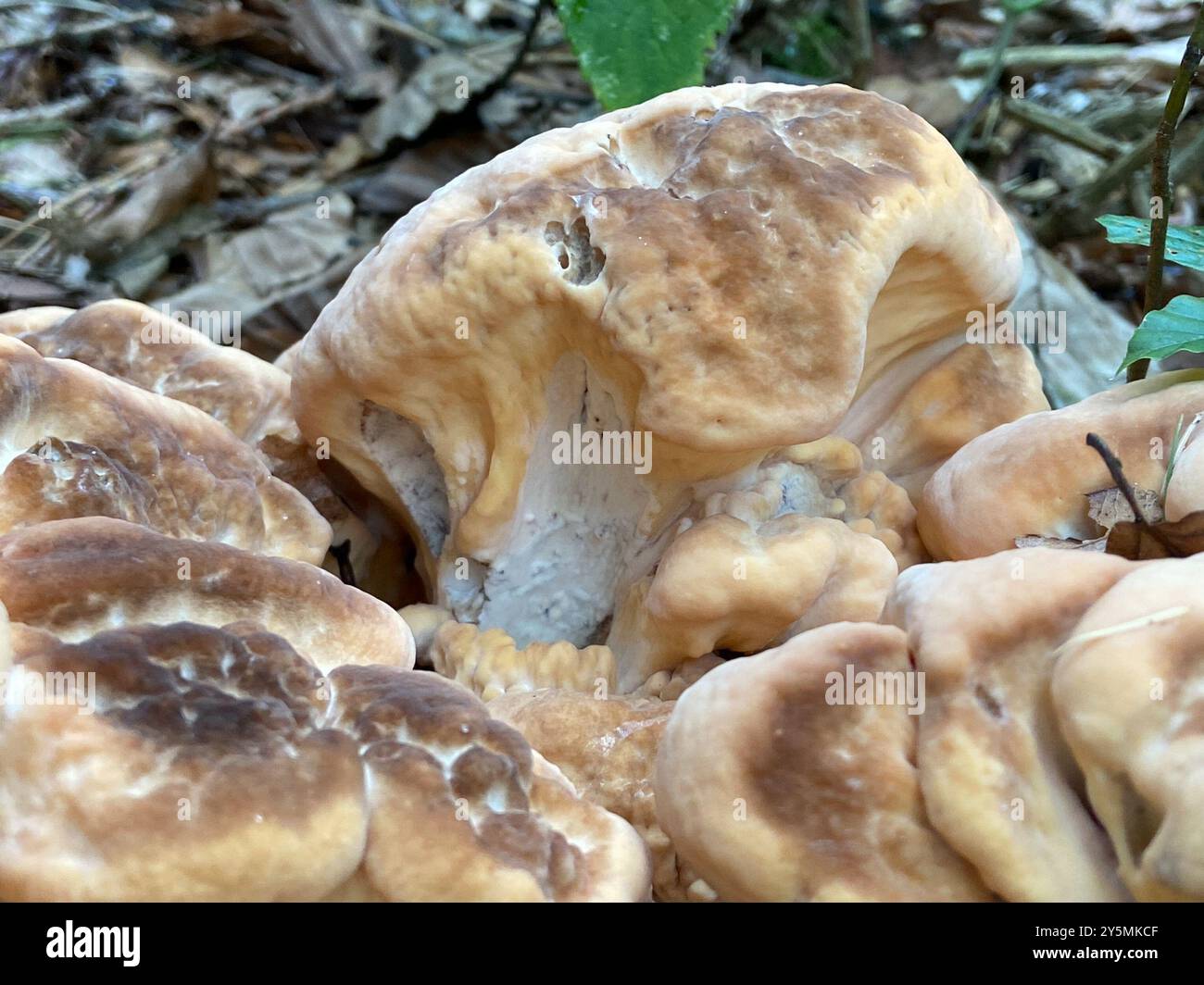 Giant Polypore (Meripilus giganteus) Fungi Stock Photo - Alamy