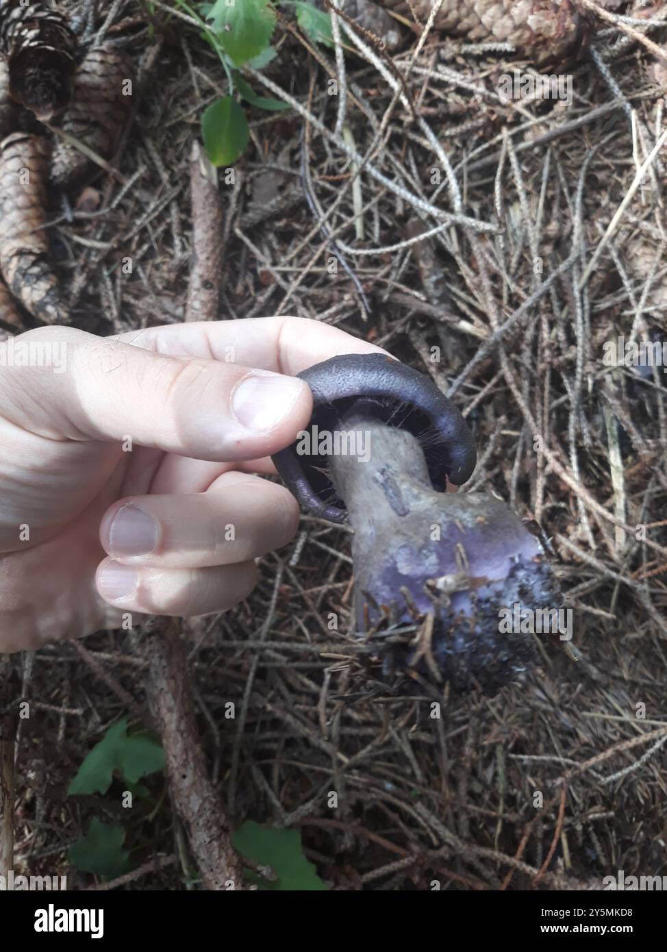 Webcaps (Cortinarius) Fungi Stock Photo - Alamy