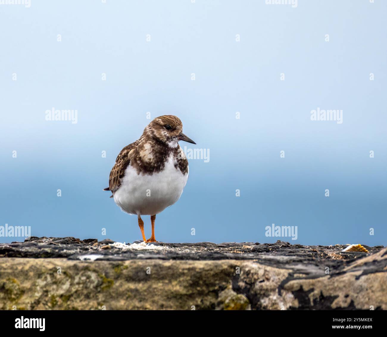 Turnstone wader bird hanging around a harbour on the coat Stock Photo ...