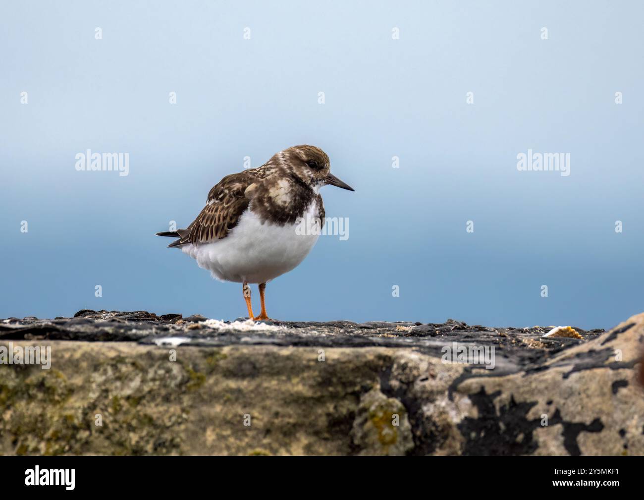 Turnstone wader bird hanging around a harbour on the coat Stock Photo ...