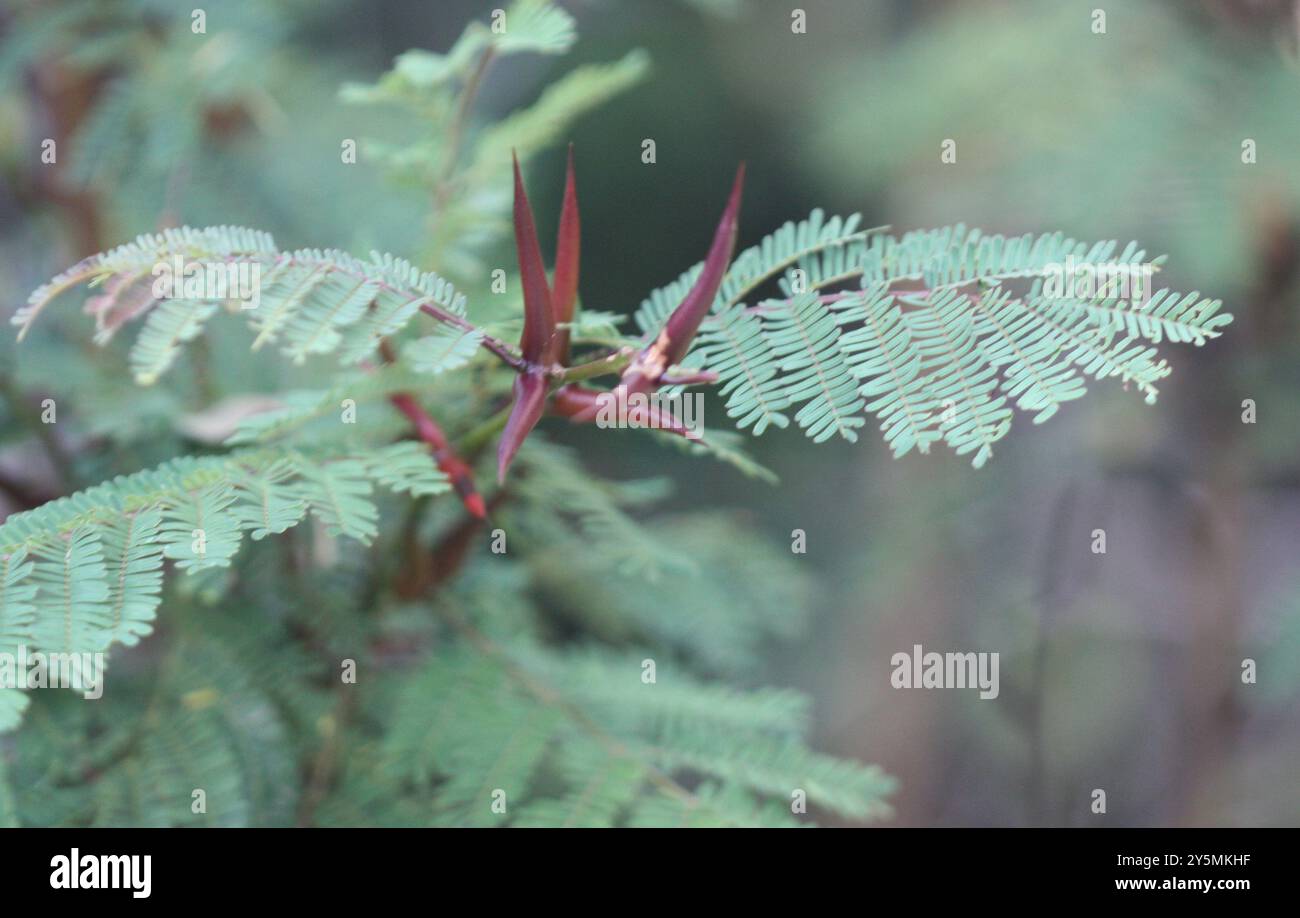 bullhorn acacia (Vachellia cornigera) Plantae Stock Photo - Alamy