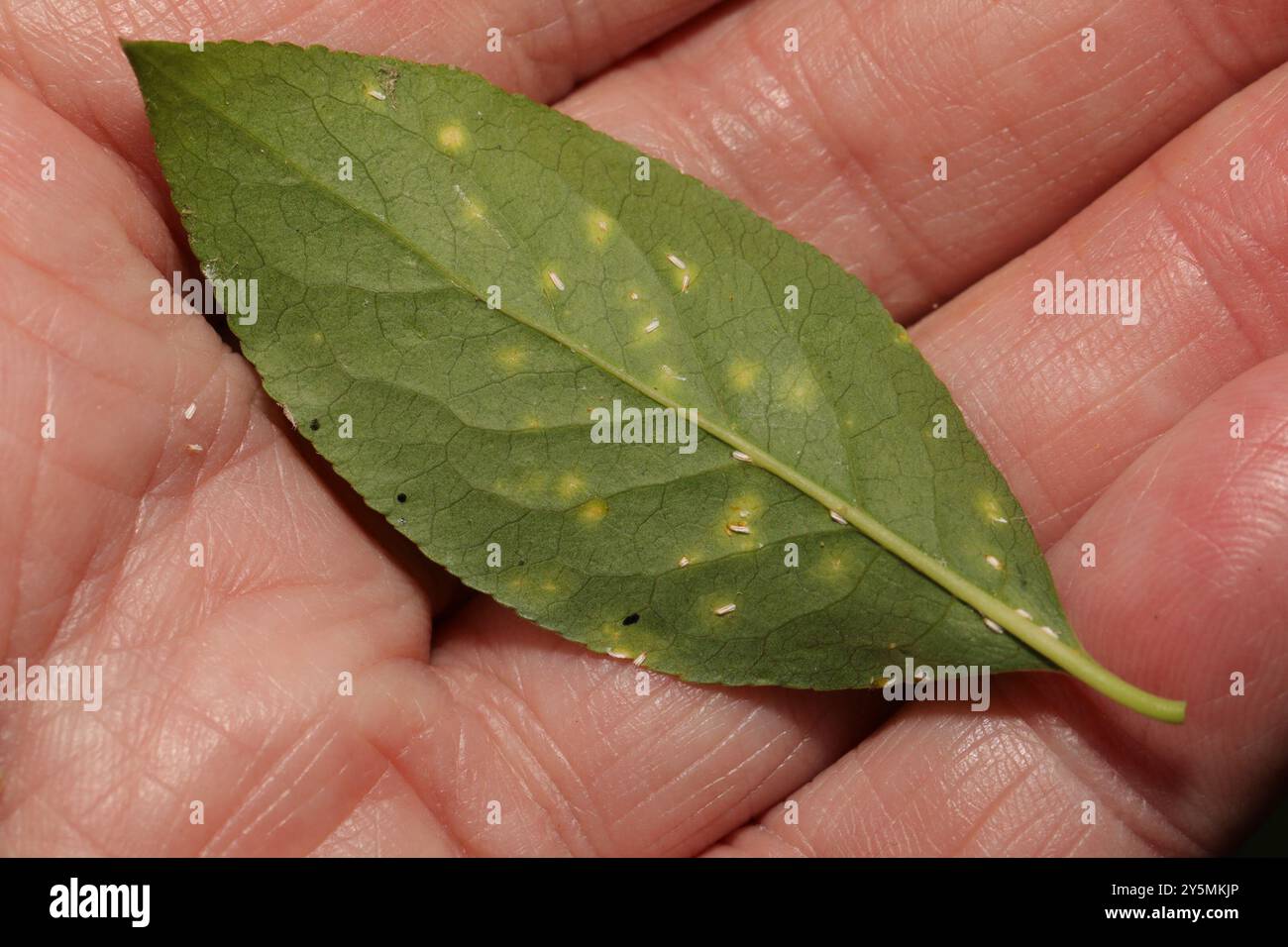 Euonymus Scale (Unaspis euonymi) Insecta Stock Photo - Alamy