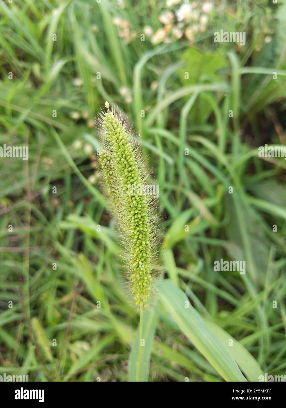 Green Bristle Grass (Setaria viridis) Plantae Stock Photo - Alamy