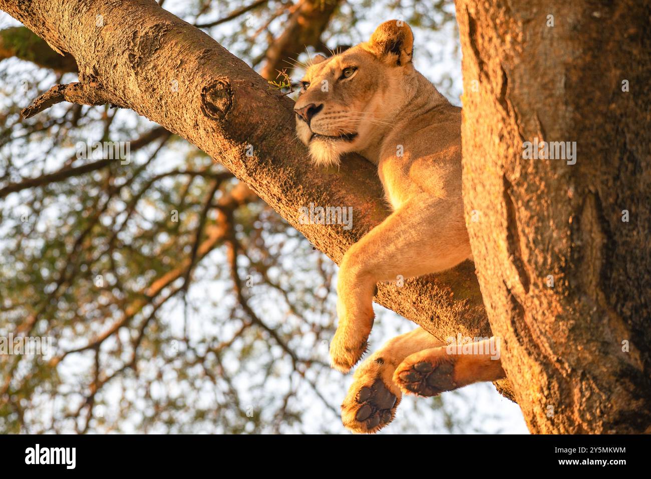 A lion in a tree in Murchison Falls National Park Uganda Park Uganda ...