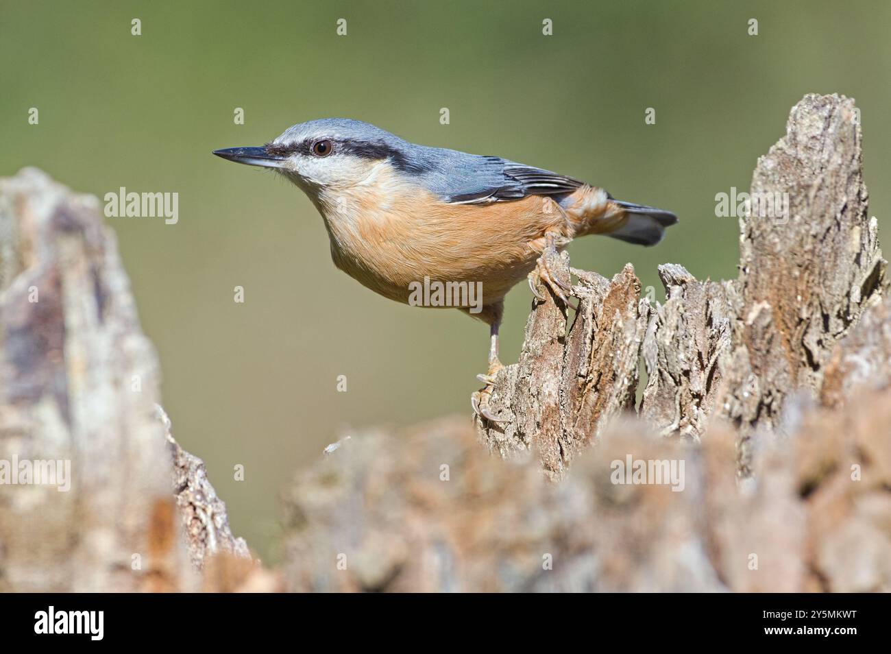 Common bird Sitta europaea aka Eurasian nuthatch is crawling on the ...