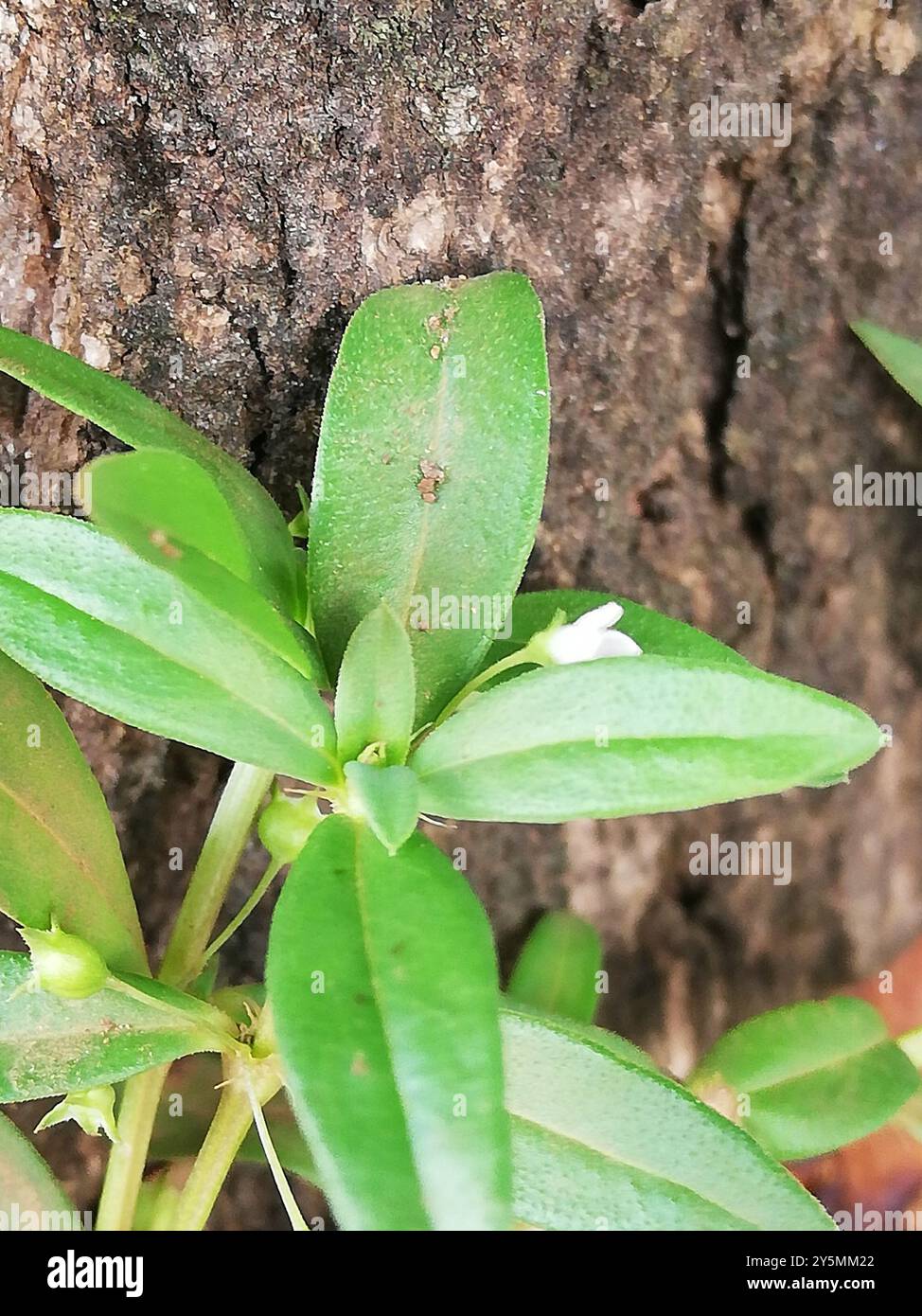 Old World Diamond Flower (Oldenlandia corymbosa) Plantae Stock Photo ...