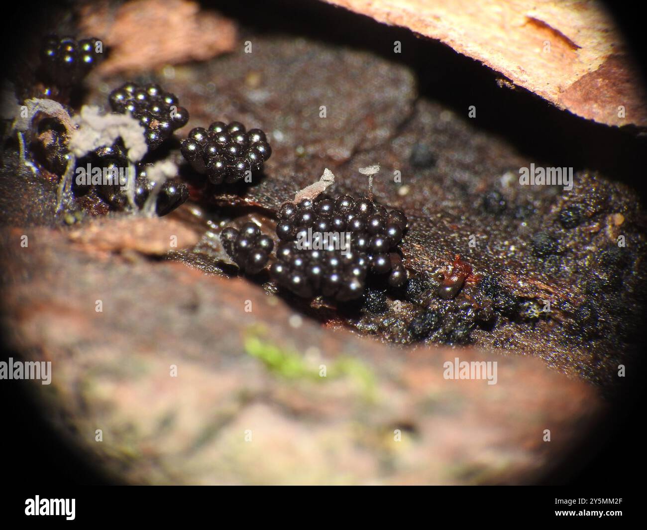 Wasp's Nest Slime Mold (Metatrichia vesparia) Protozoa Stock Photo - Alamy