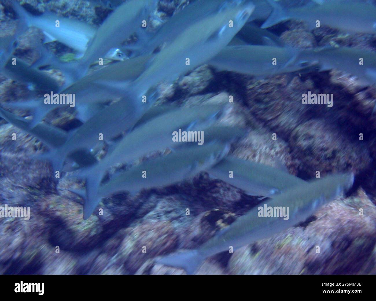 White Mullet (Mugil curema) Actinopterygii Stock Photo - Alamy